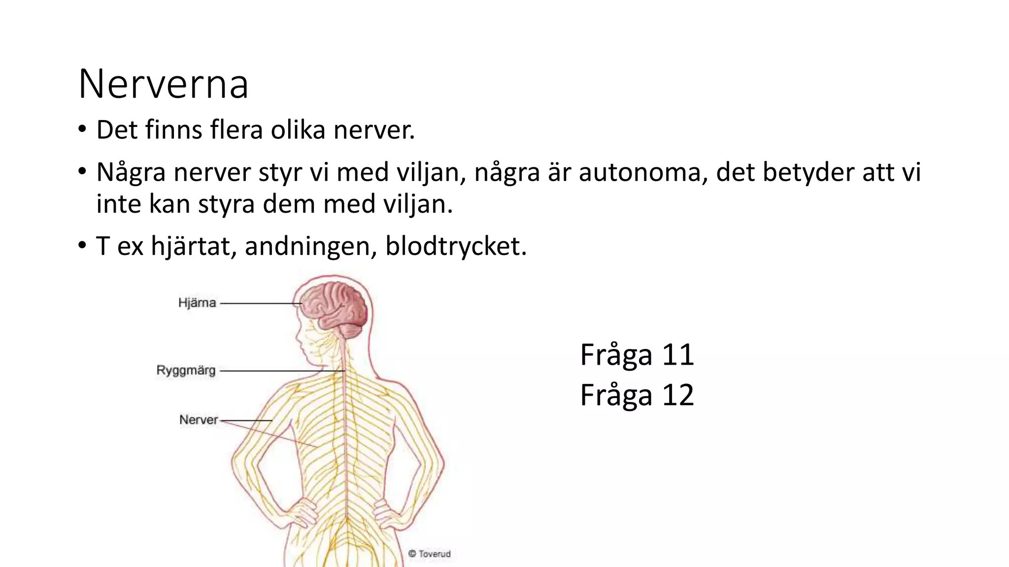 Människokroppen del 5 nervsystemet | PPTX