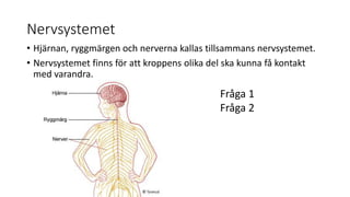 Människokroppen del 5 nervsystemet | PPTX