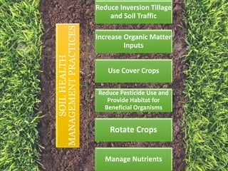 Soil Sampling Techniques and Soil Health Management | PPTX