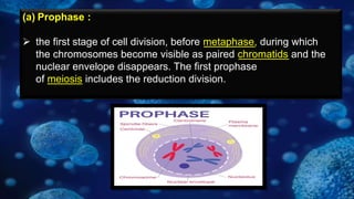 cell division (gpb) department Aman nag.pptx