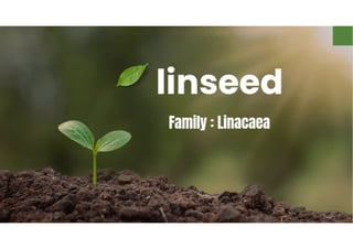 Mannu Kumar Production technology of Linseed Rabi crop.(Agronomy ) | PPT