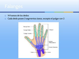 anatomia de la mano | PPTX