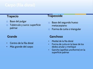 anatomia de la mano | PPTX