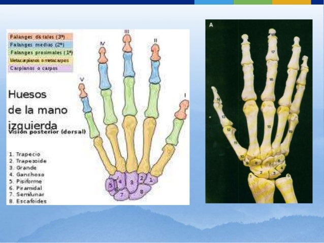 anatomia de la mano