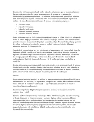 ANATOMIA MANO, LIGAMNETOS, NERVIOS, ARTERIAS. | DOCX