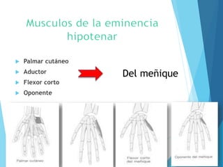 ARTICULACIONES DE LA MANO | PPTX