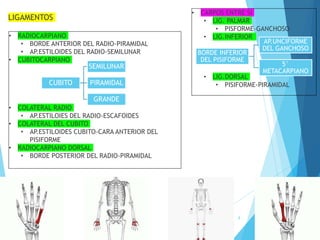 ARTICULACIONES DE LA MANO | PPTX