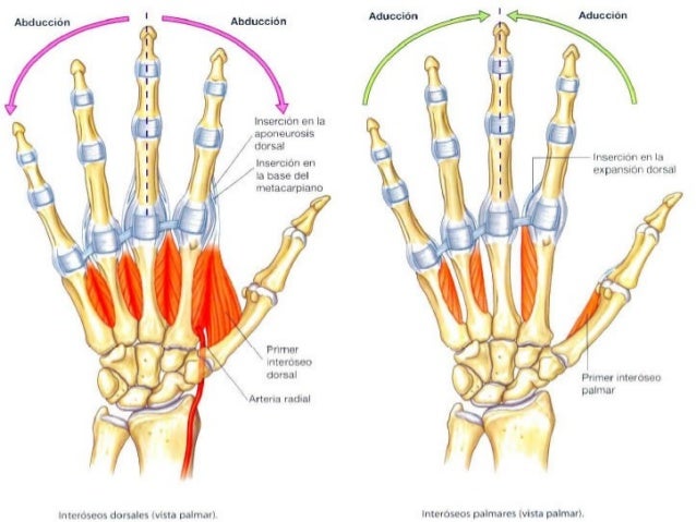 Mano extensores 2013