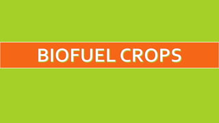 MAJOR BIO-FUEL CROPS AND THEIR USES | PPTX