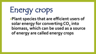 MAJOR BIO-FUEL CROPS AND THEIR USES | PPTX