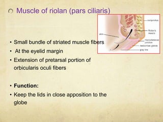 eyelid | PPTX