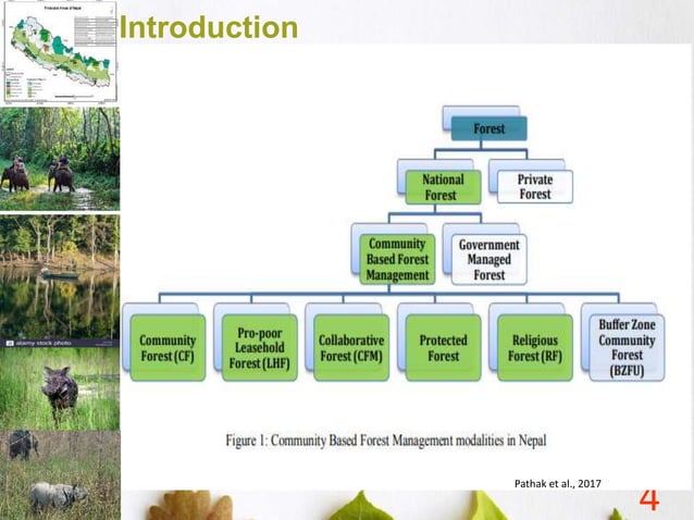 Bufferzone Community Forest | PPTX