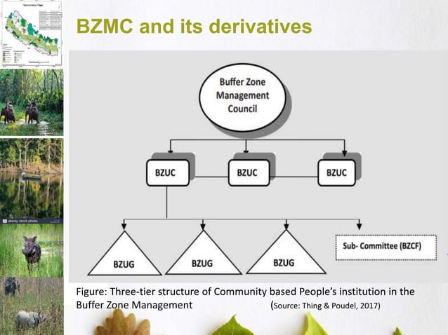 Bufferzone Community Forest | PPTX