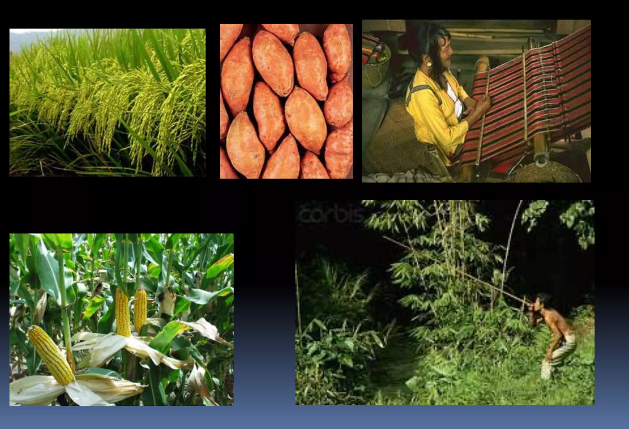 Mansaka tribe | PPTX