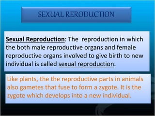 Reproduction in animals | PPTX