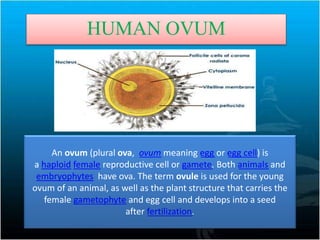 Reproduction in animals | PPT