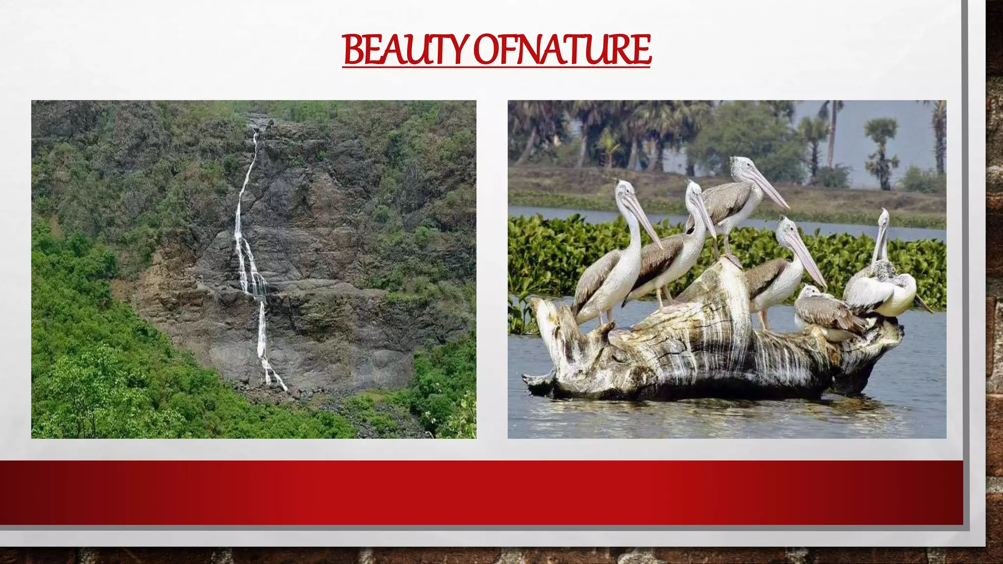 class 10 Science Art Integrated Project.pptx