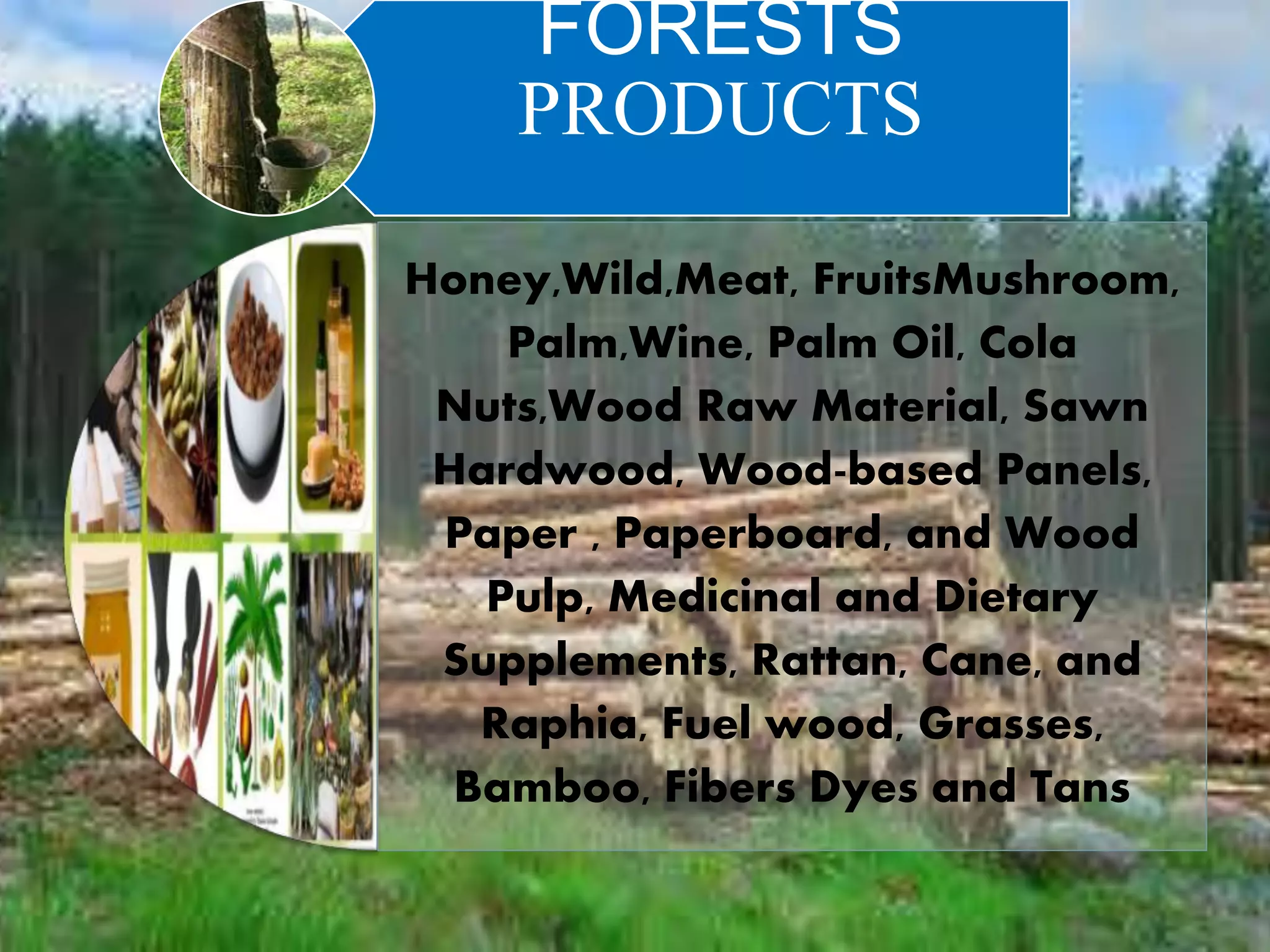 Forest and wildlife management | PPTX | Agriculture | Industries