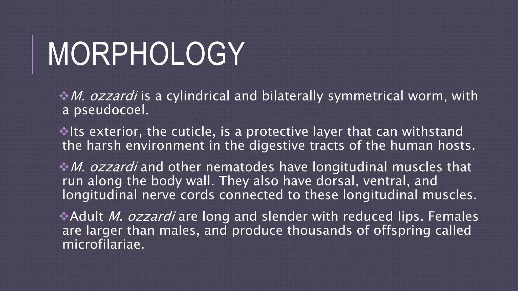 Mansonella ozzardi | PPTX