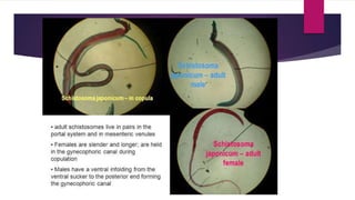 Schistosoma Mansoni and Schistosoma japonicum | PPTX