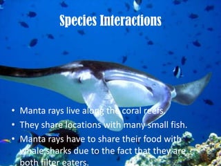 Manta rays | PPTX