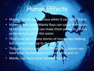 Manta rays | PPTX