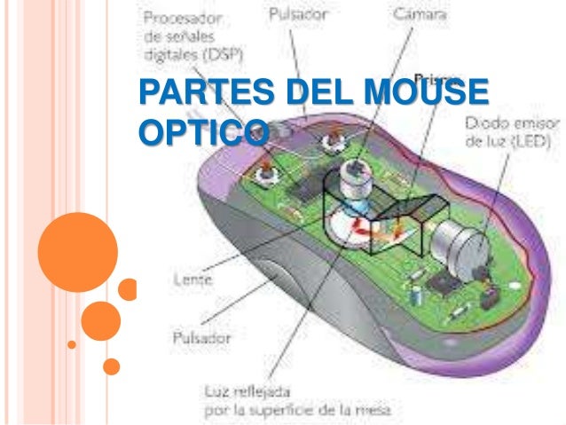 Partes del Mouse raton - Imagui