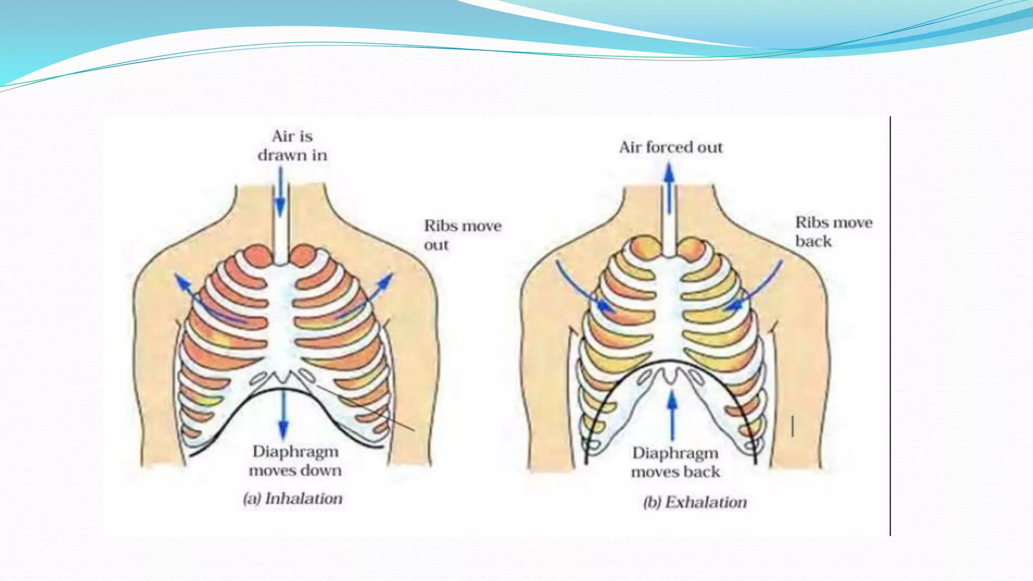 INHALATION AND EXHALATION MECHANISM OF LUNGS | PPTX