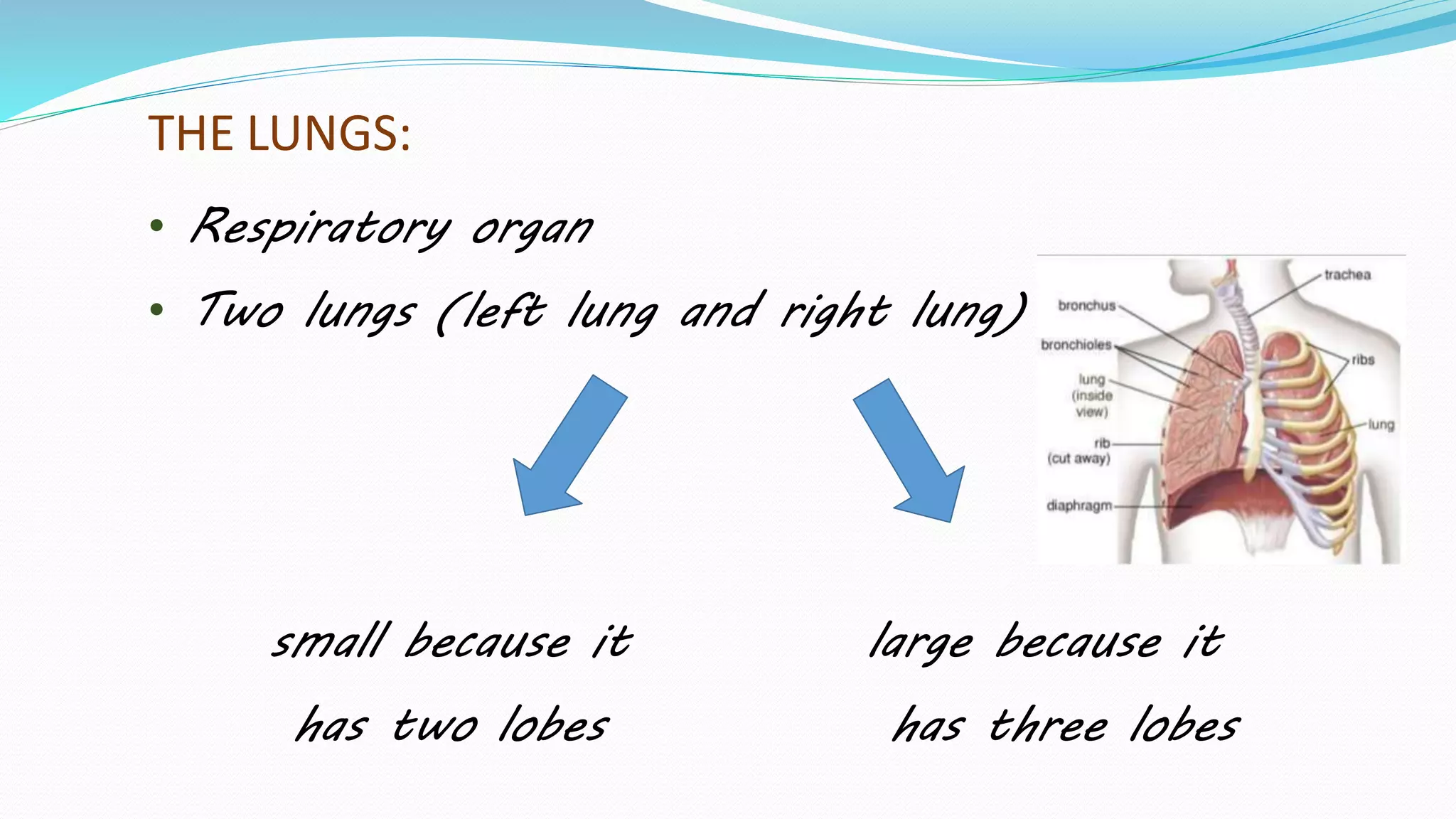 INHALATION AND EXHALATION MECHANISM OF LUNGS | PPTX