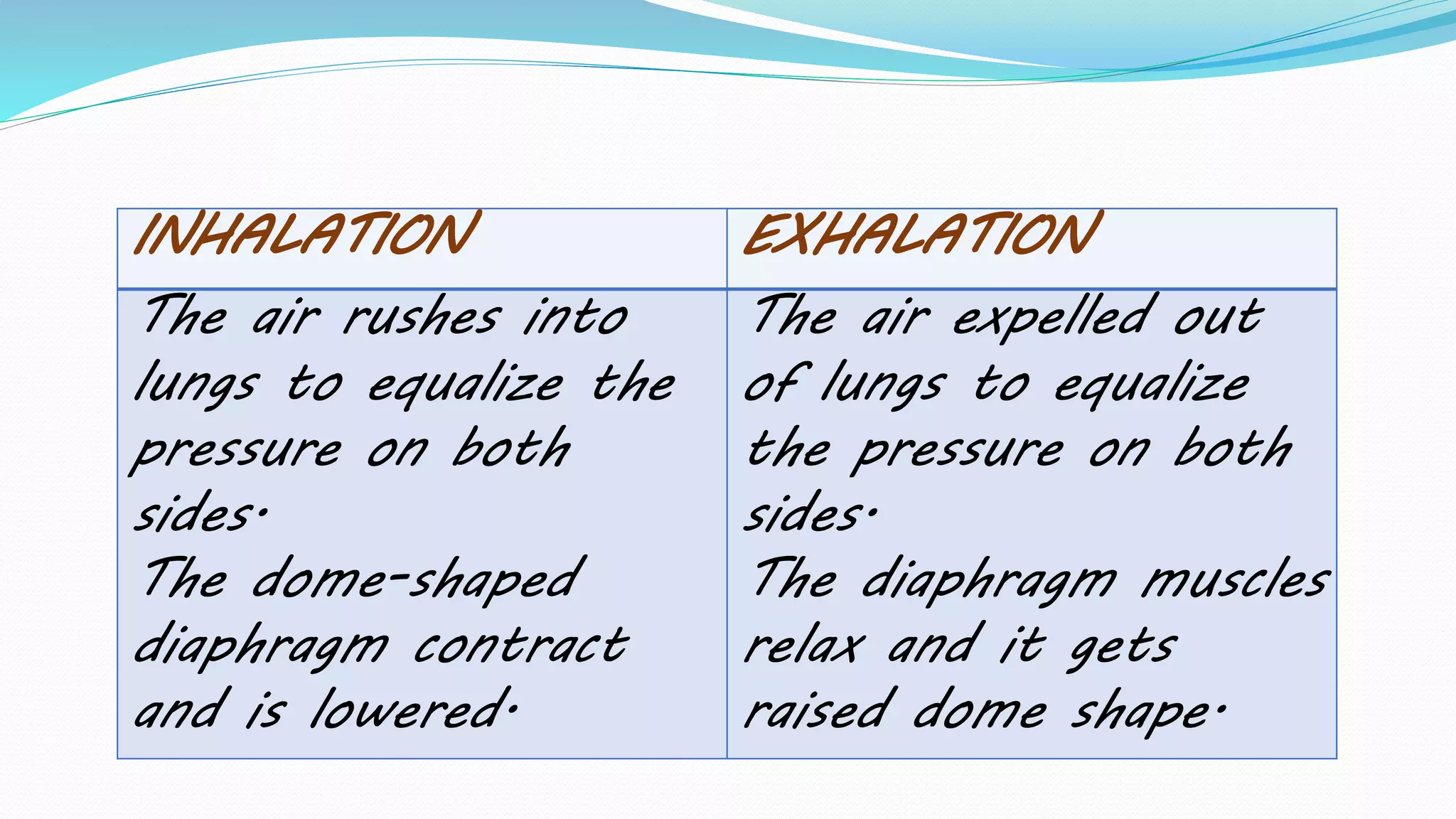 INHALATION AND EXHALATION MECHANISM OF LUNGS | PPTX
