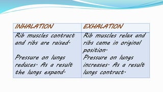 INHALATION AND EXHALATION MECHANISM OF LUNGS | PPTX