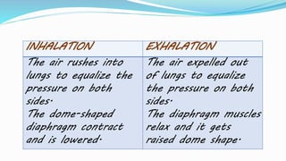 INHALATION AND EXHALATION MECHANISM OF LUNGS | PPTX