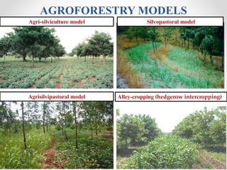 ROLE OF AGROFORESTRY IN MITIGATION OF CLIMATE CHANGE | PPTX