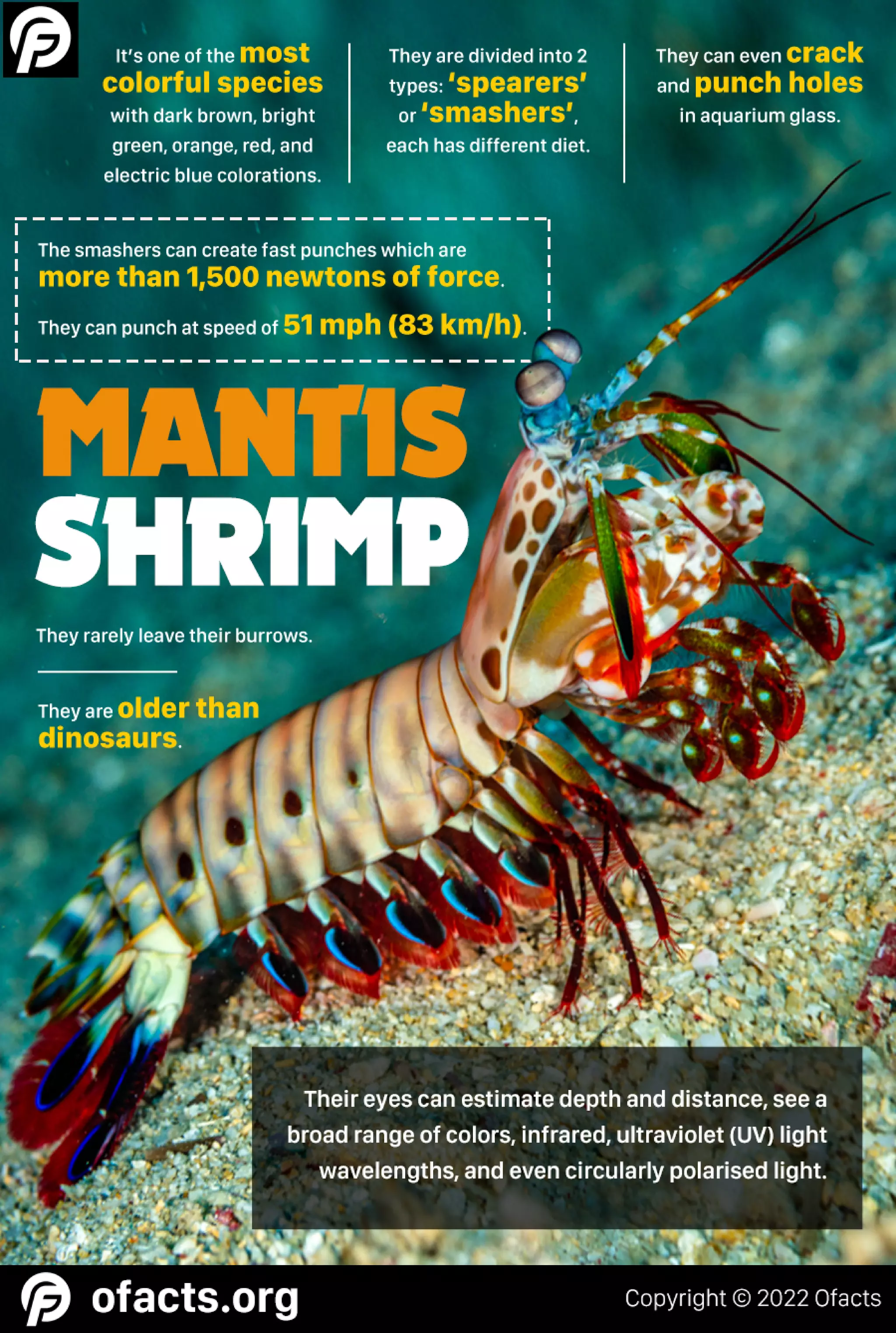 Mantis shrimp facts | PDF