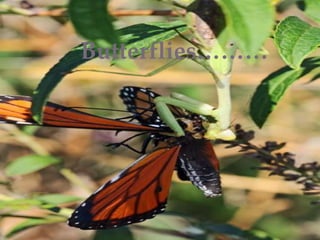 Mantis power point | PPTX