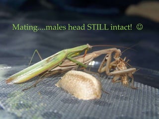 Mantis power point | PPTX