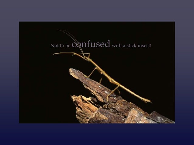 Mantis power point | PPT