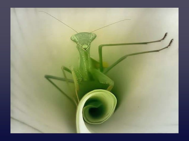 Mantis power point | PPT