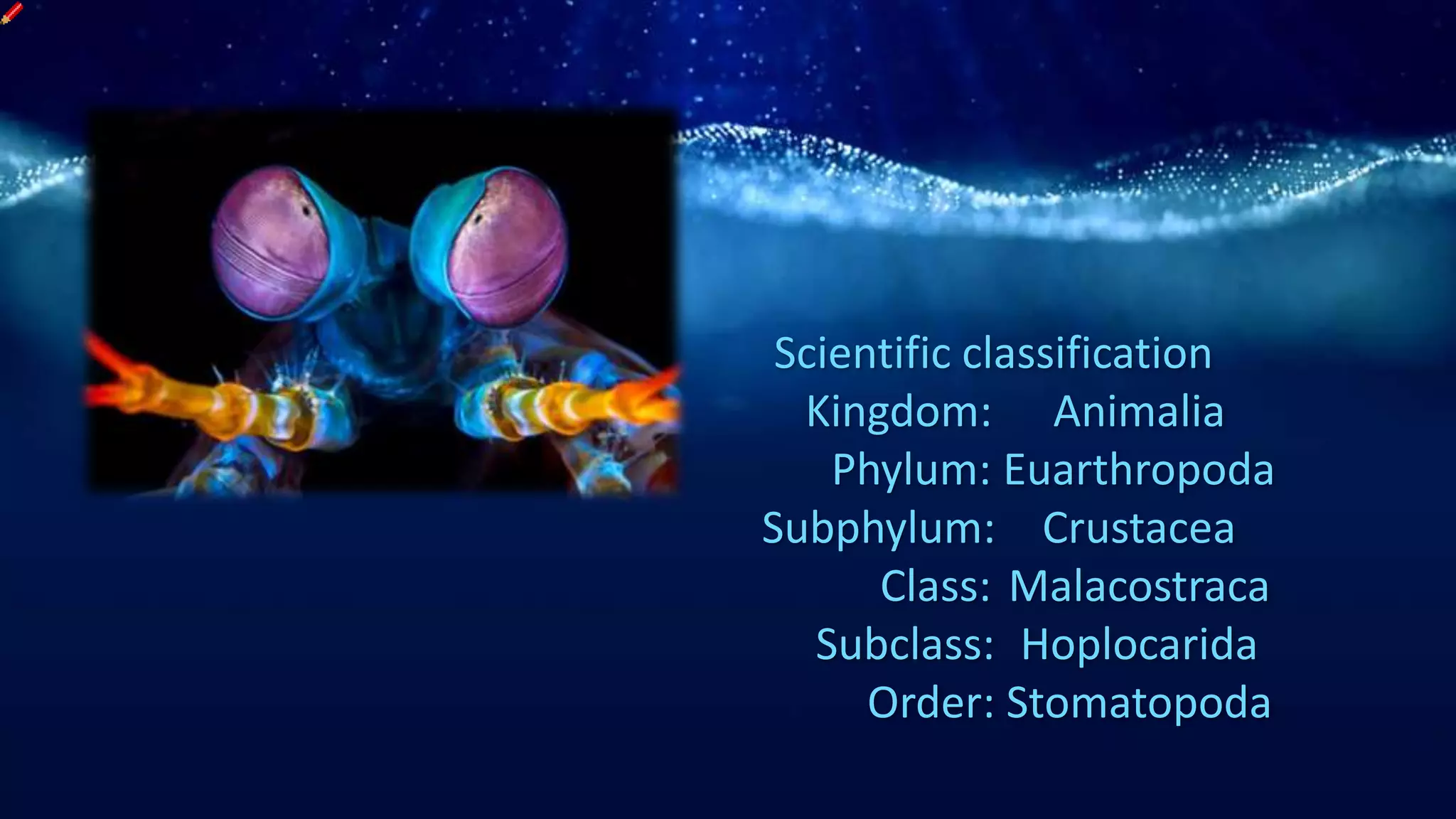 The Mantis shrimp - deep sea wonder | PPTX