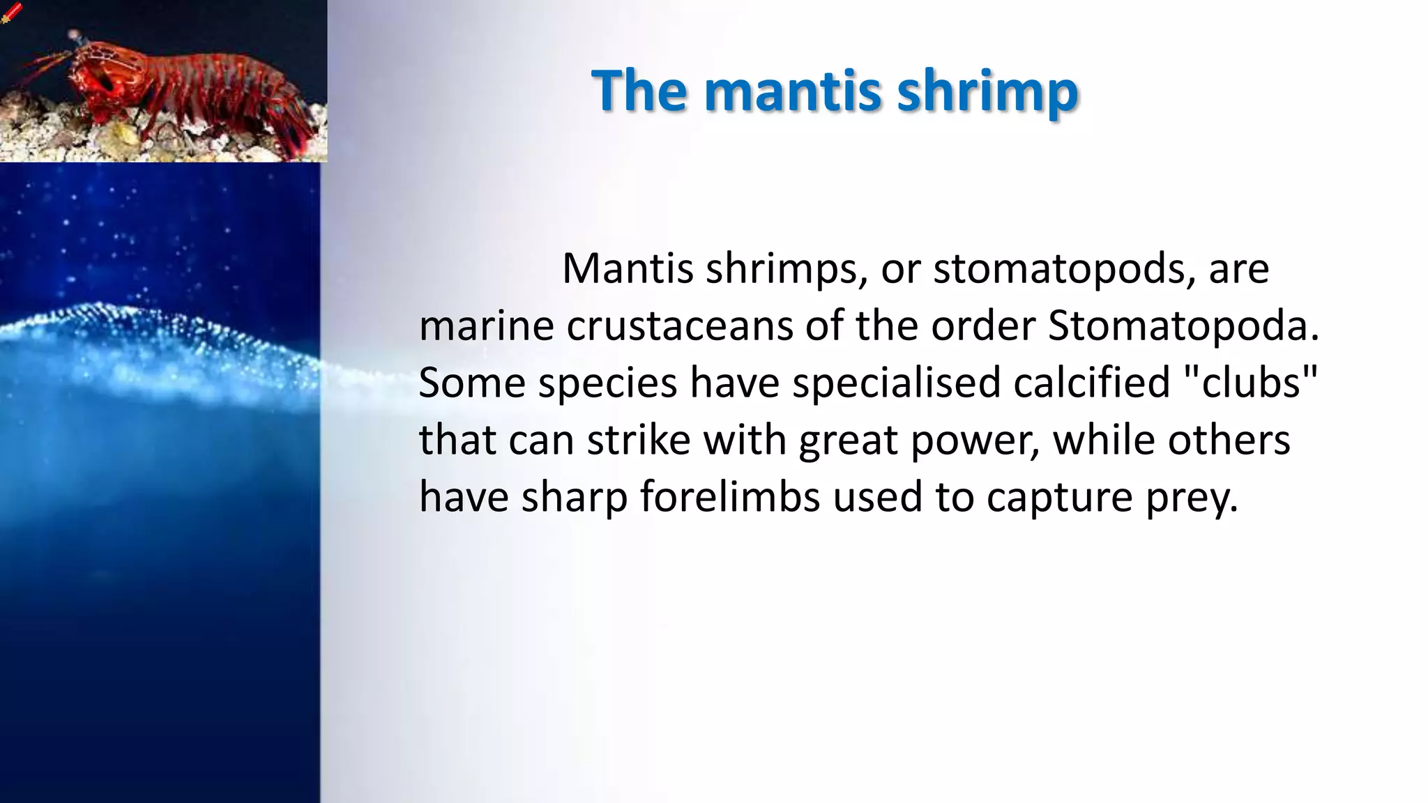 The Mantis shrimp - deep sea wonder | PPTX
