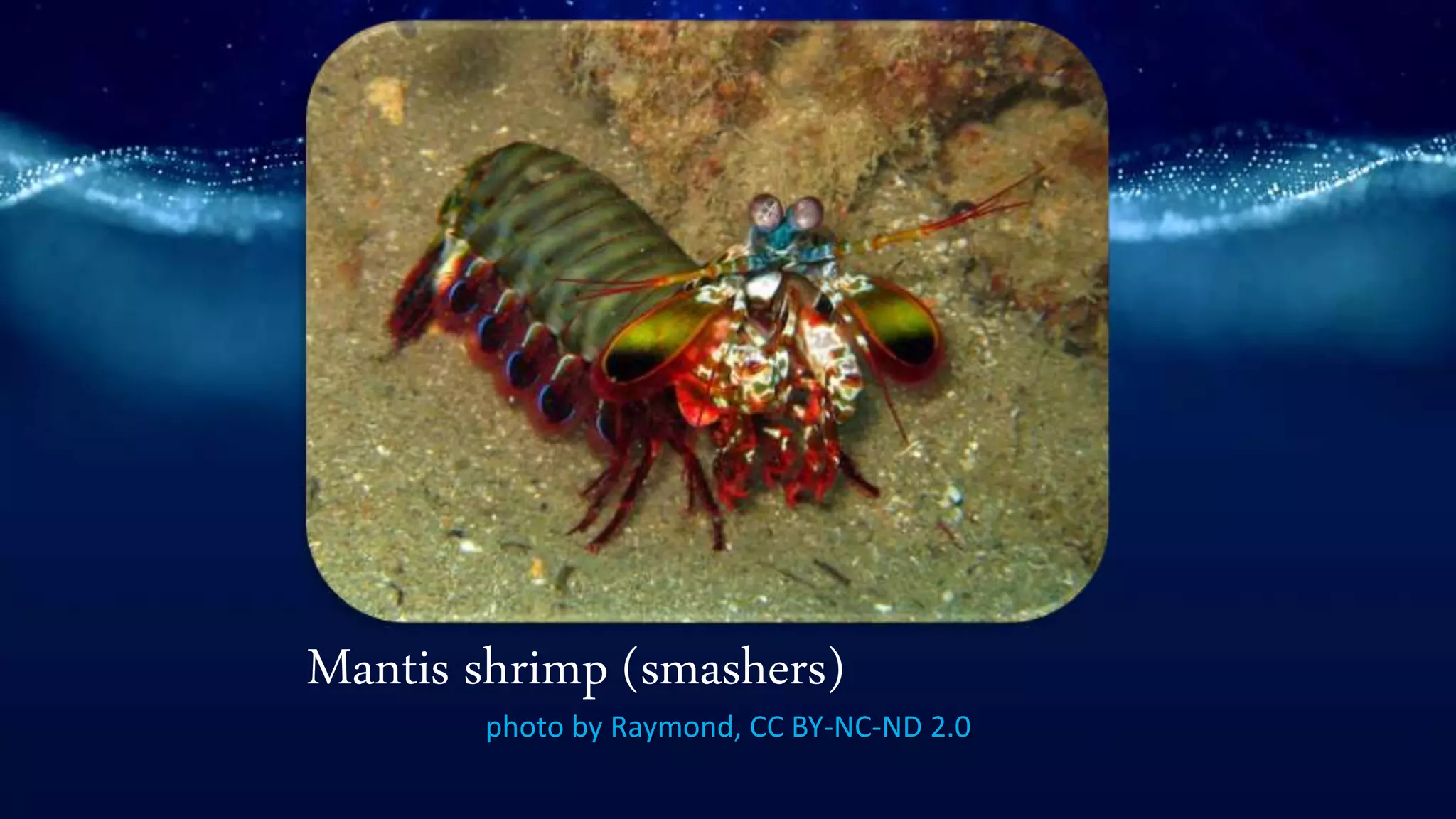 The Mantis shrimp - deep sea wonder | PPTX
