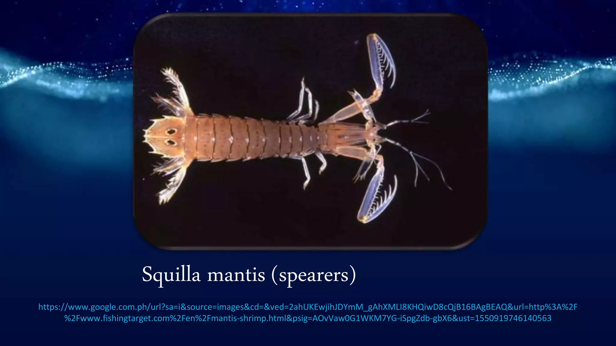 The Mantis shrimp - deep sea wonder | PPTX
