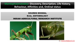 Mantophasmatodea- Discovery, Description, Life history, Behaviour ...