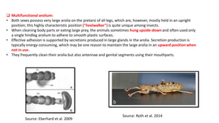 Mantophasmatodea- Discovery, Description, Life history, Behaviour ...