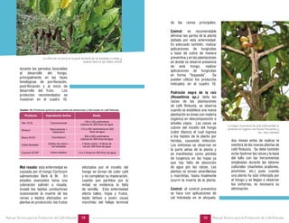 Manual técnico para la producción de cafe.pdf