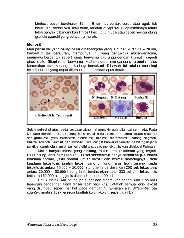 Penuntun praktikum hematologi | PDF
