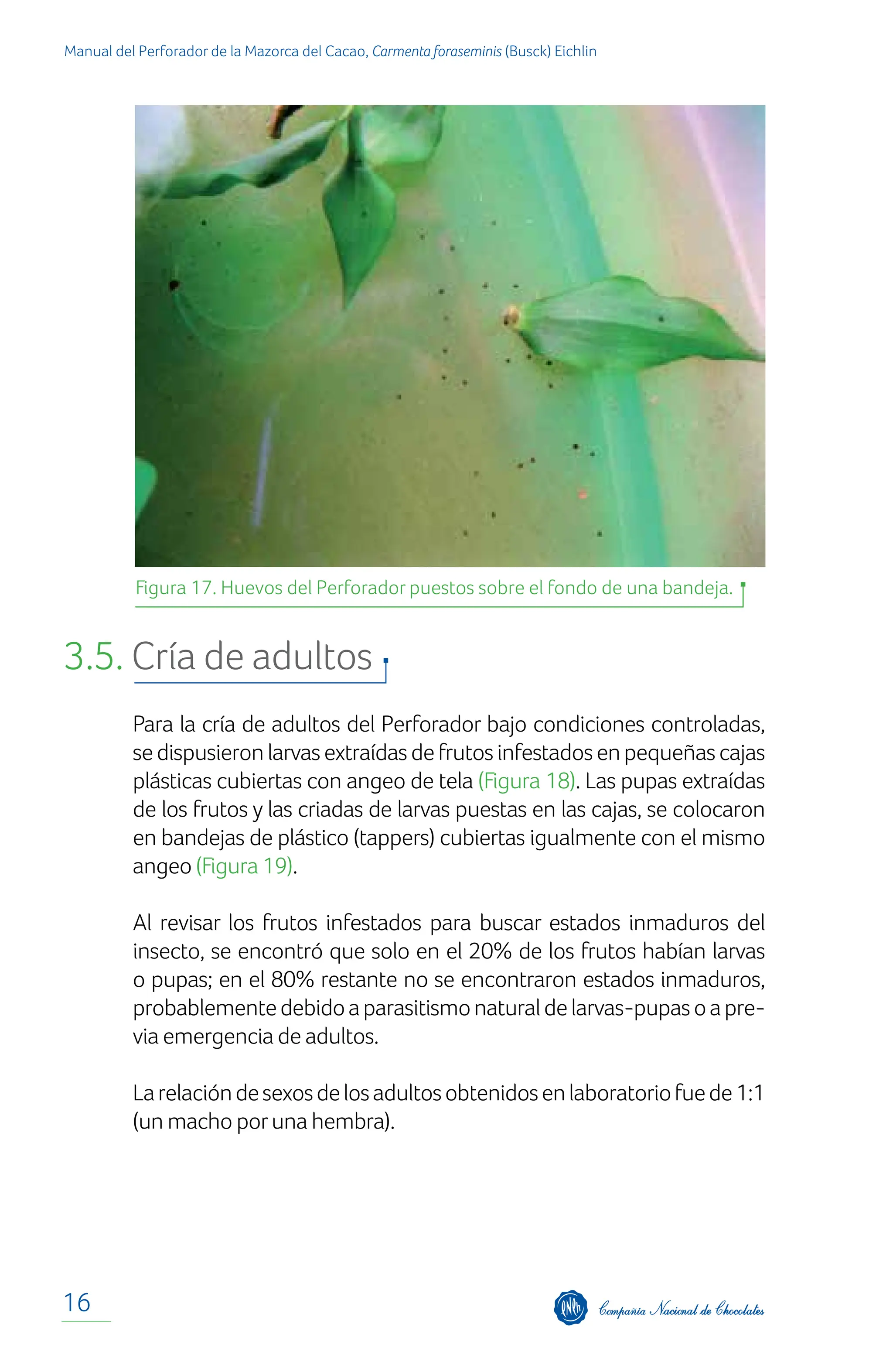 Manual del perforador de la mazorca del cacao | PDF