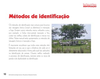 Manual de Identificação de Gado de Corte | PDF
