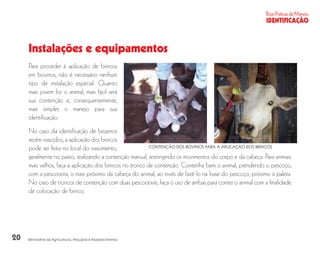 Manual de Identificação de Gado de Corte | PDF