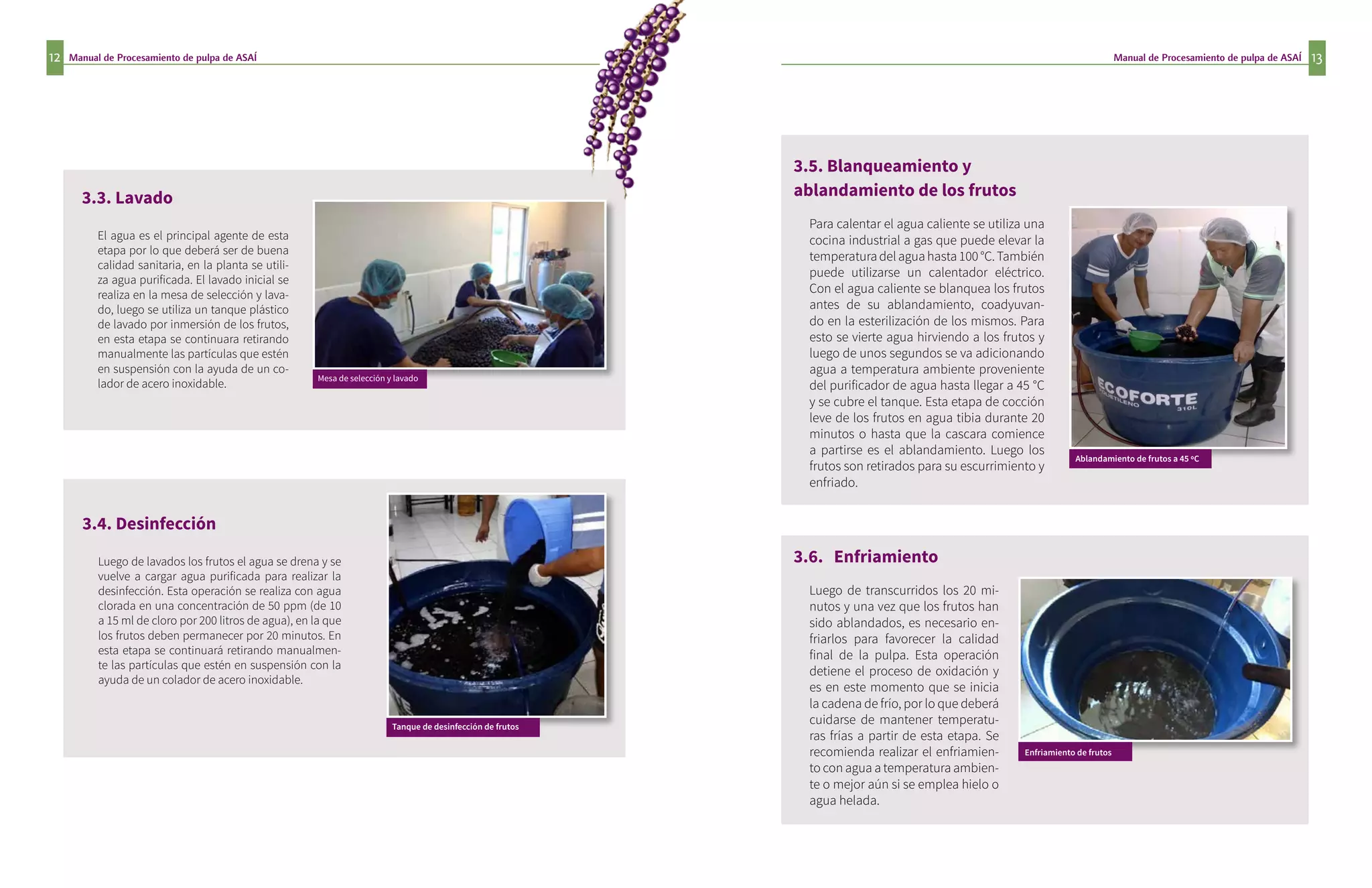 Manual de procesamiento de pulpa de asaí (Euterpe precatoria) | PDF ...